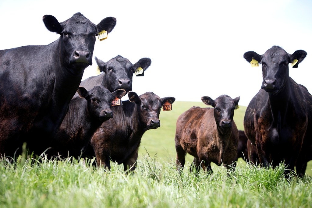 About AngusPRO • AngusPRO