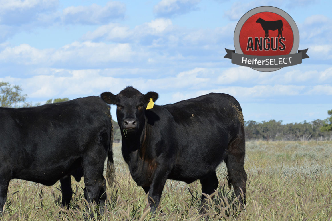Angus CONNECT – Return on investment for Angus HeiferSELECT • AngusPRO