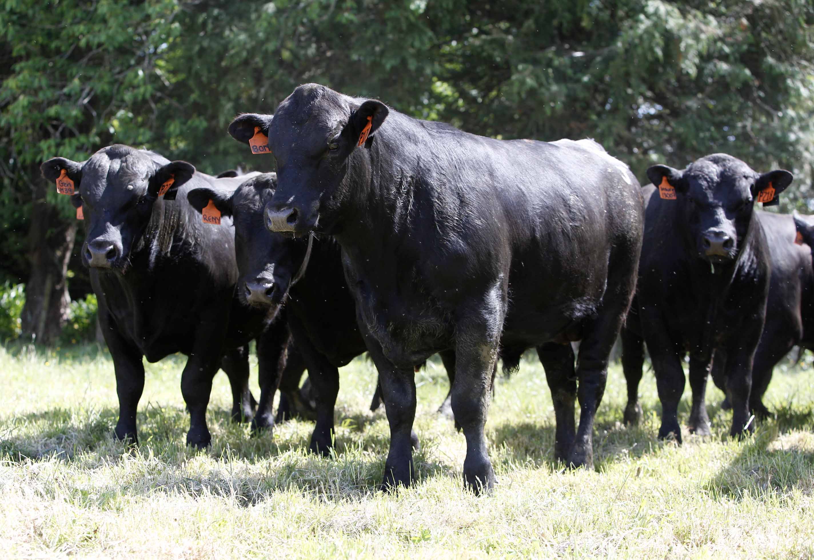 Making better bull selection decisions for heifer matings • AngusPRO