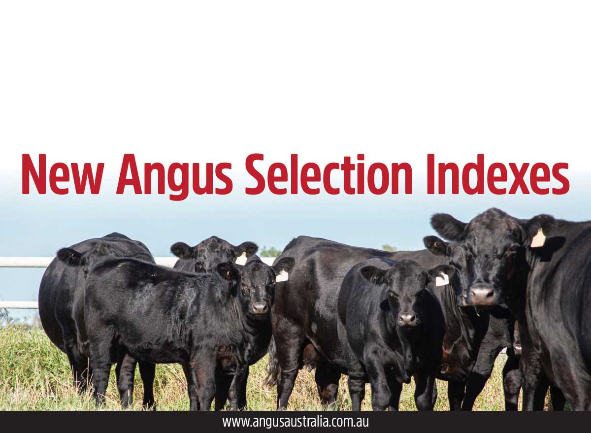 Introducing the NEW Selection Indexes • AngusPRO