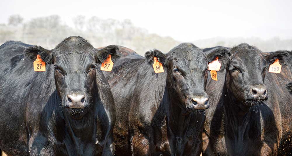 Understanding Structural Soundness EBVs • AngusPRO