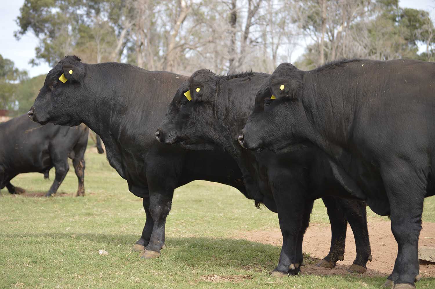 Understanding Structural Soundness EBVs • AngusPRO