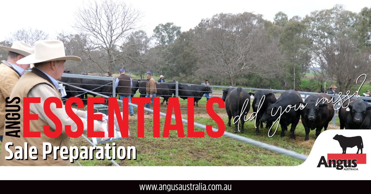 Angus ESSENTIALS - Setting yourself up for catalogue production • AngusPRO