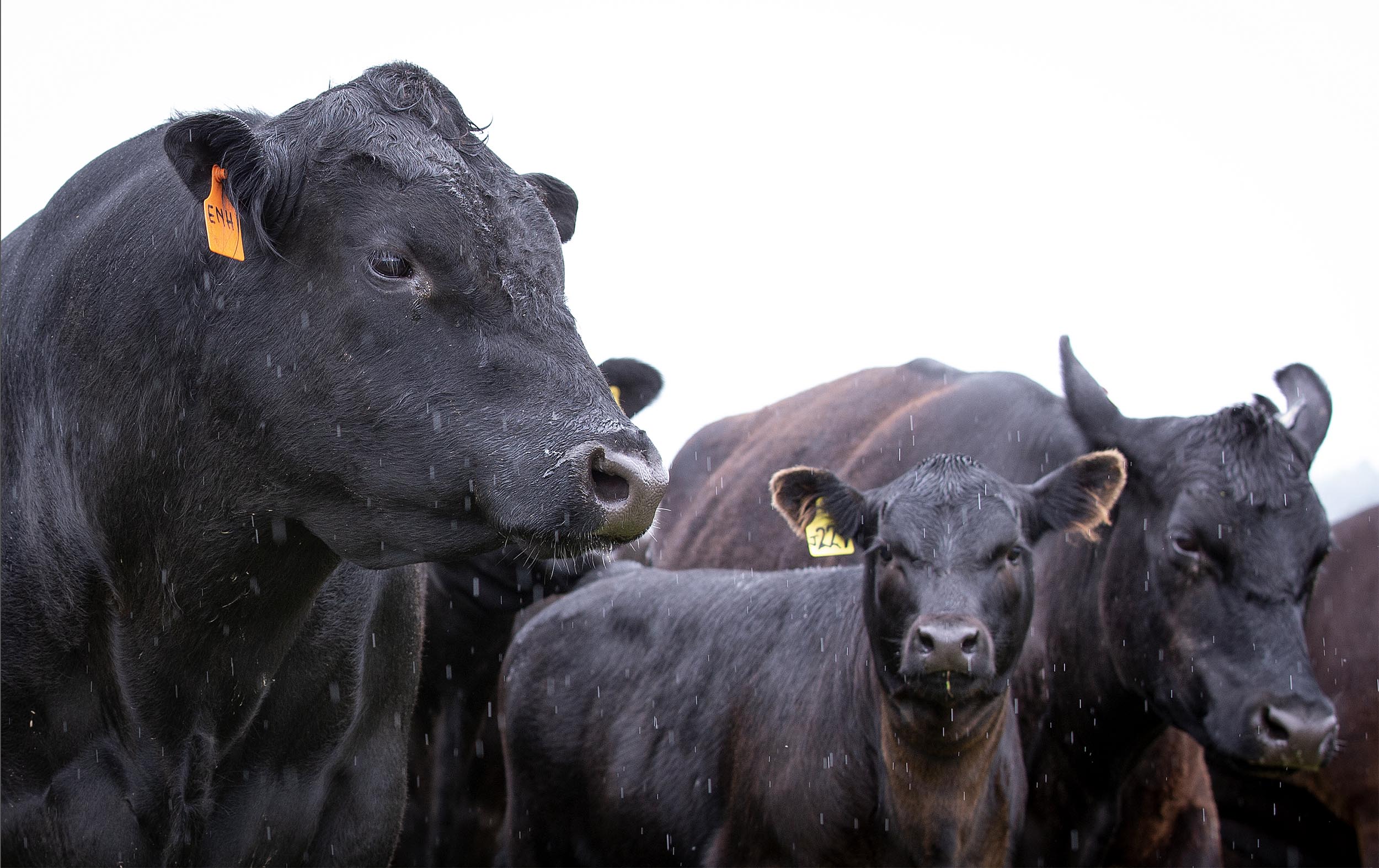 AngusPRO Education Module - 21 March • AngusPRO