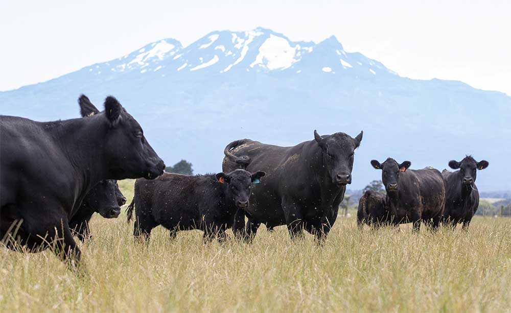 AngusPRO Education Module - 4 May • AngusPRO