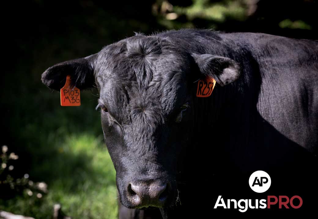 About AngusPRO • AngusPRO