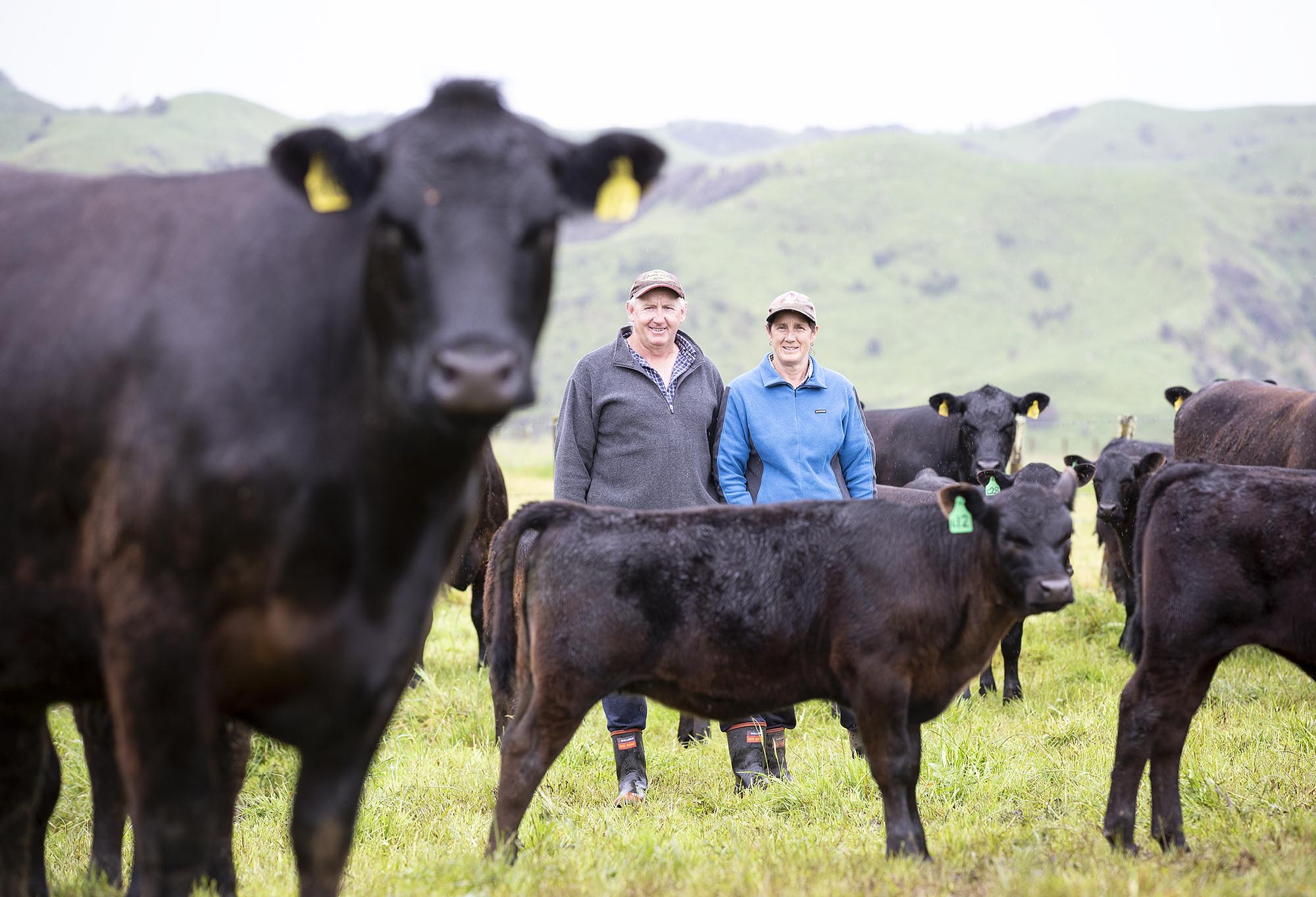 Easy Care, Maximum Returns • AngusPRO