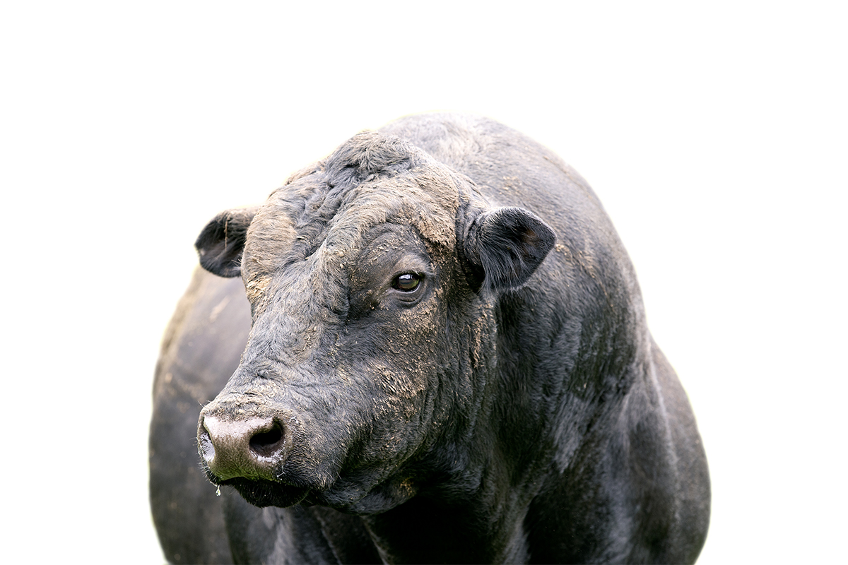 AngusPRO Education Module - 25 September • AngusPRO