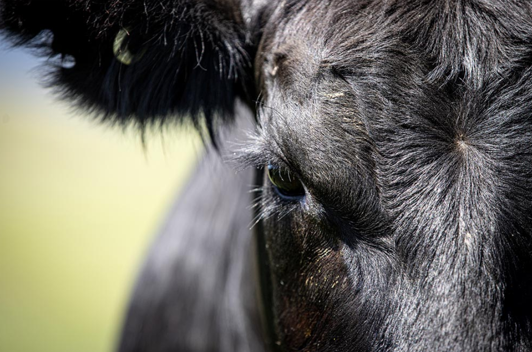 AngusPRO Education Module — 14 May • AngusPRO