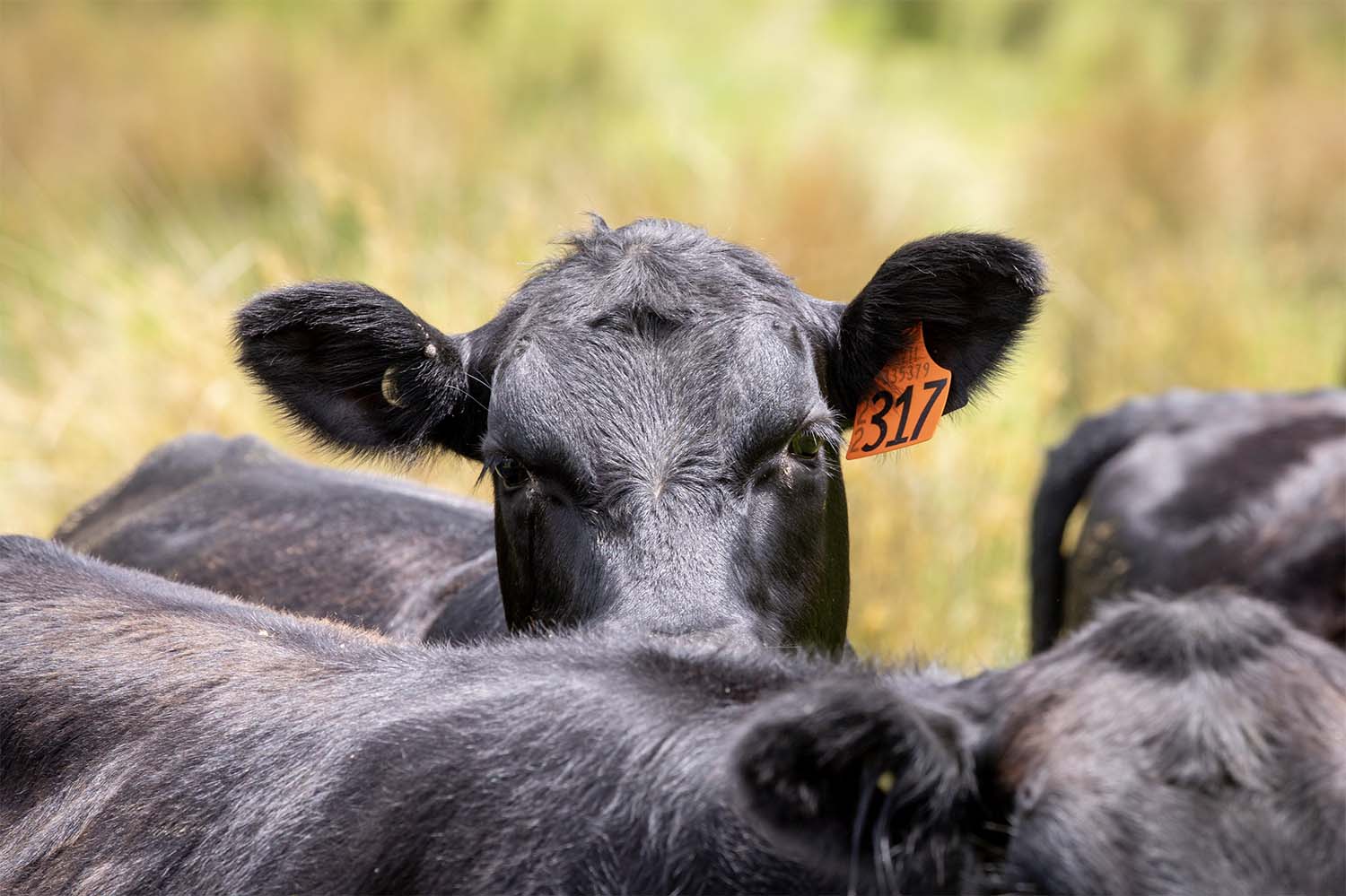 Mature Cow Traits for AngusPRO • AngusPRO