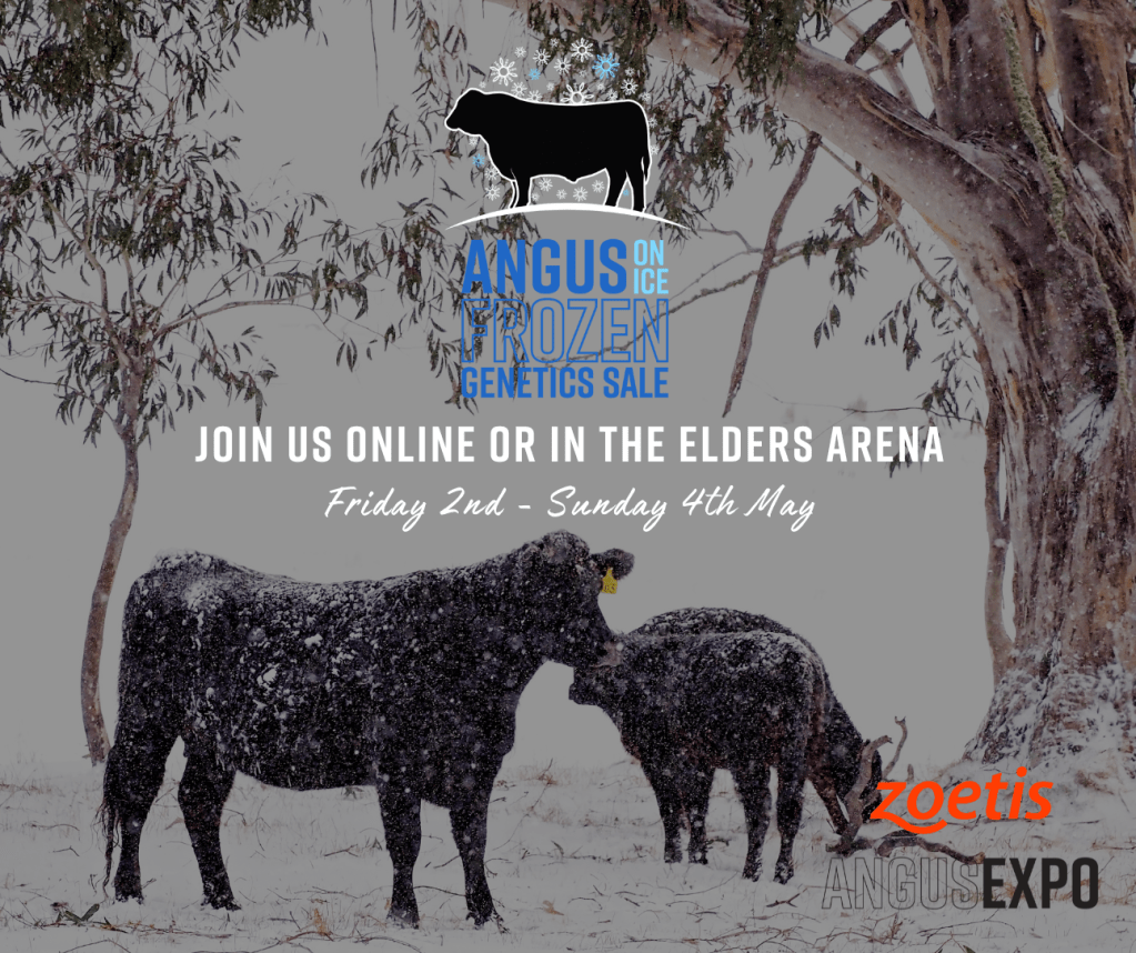 NZ Alongside The Best In The High-Stakes World Of Angus Genetics • AngusPRO