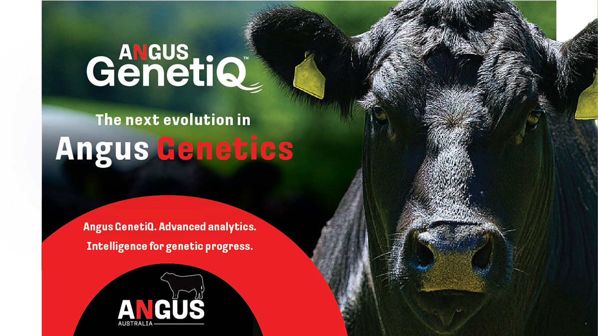Angus Australia releases Angus GenetiQ across all animals in the Angus ...